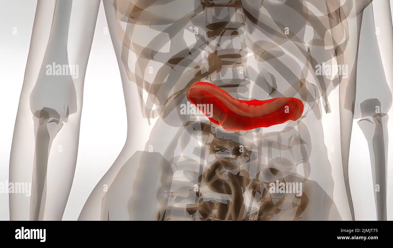 The pancreas digestive enzymes hi-res stock photography and images - Alamy