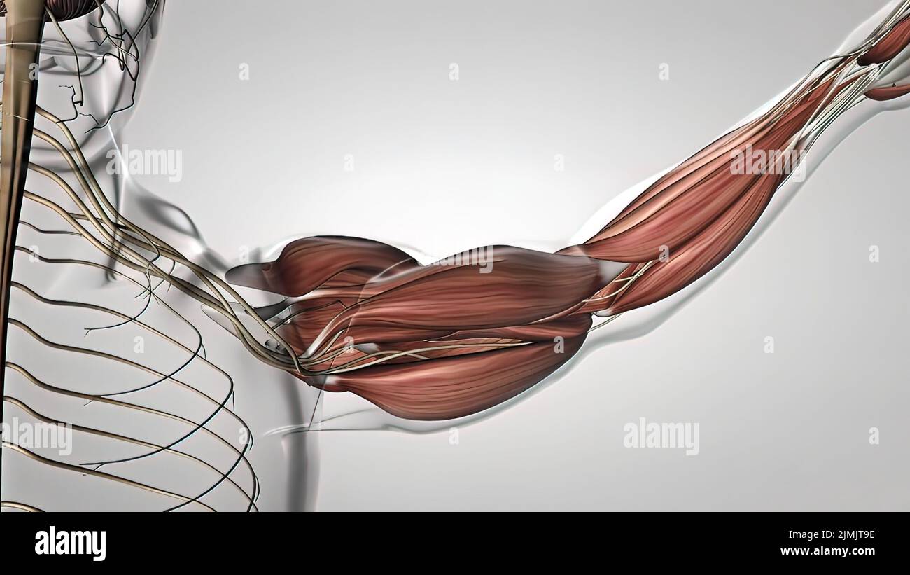 Muscle arm hi-res stock photography and images - Alamy