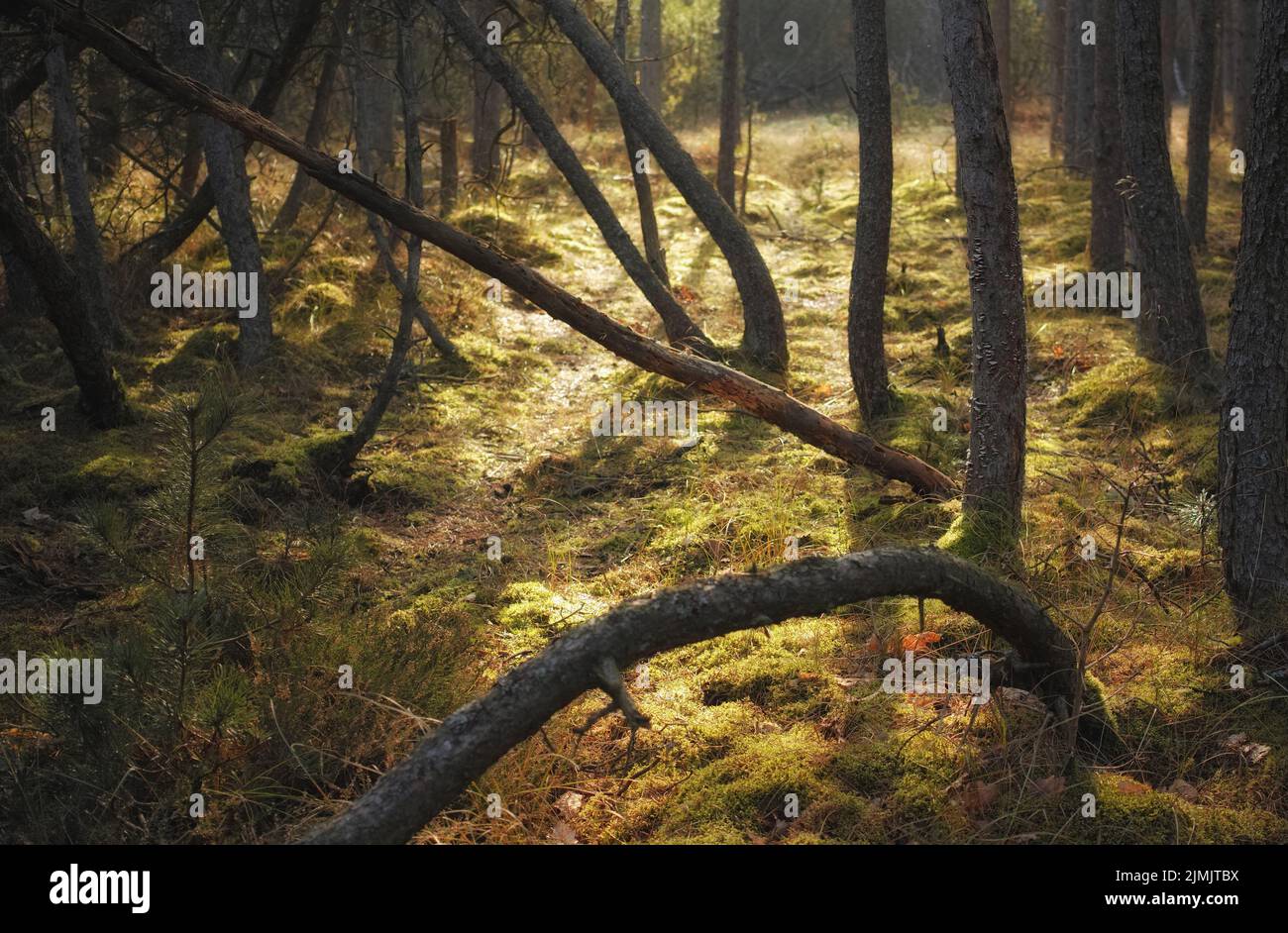 Forest wilderness. Uncultivated forest wilderness in Denmark - Odde ...
