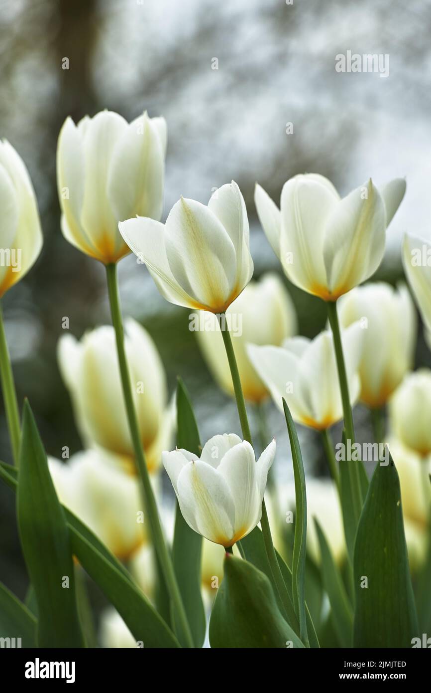 White tulips in my garden. Beautiful white tulips in my garden in early ...