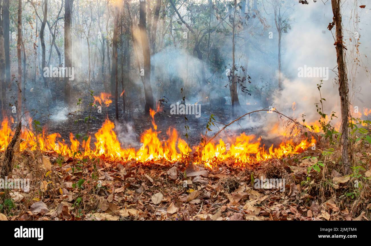 Wildfire disaster in tropical forest caused by human Stock Photo - Alamy