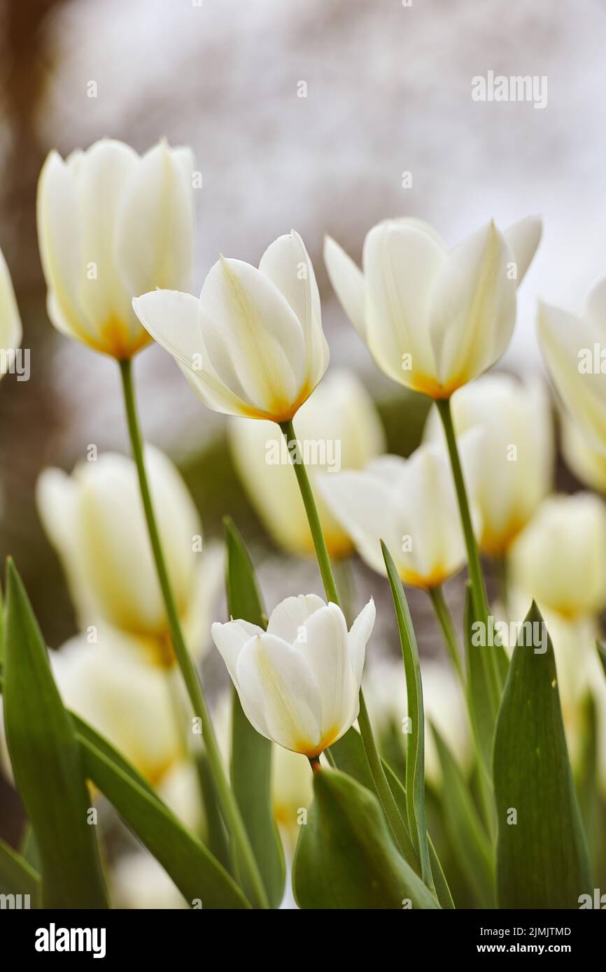 White tulips in my garden. Beautiful white tulips in my garden in early ...