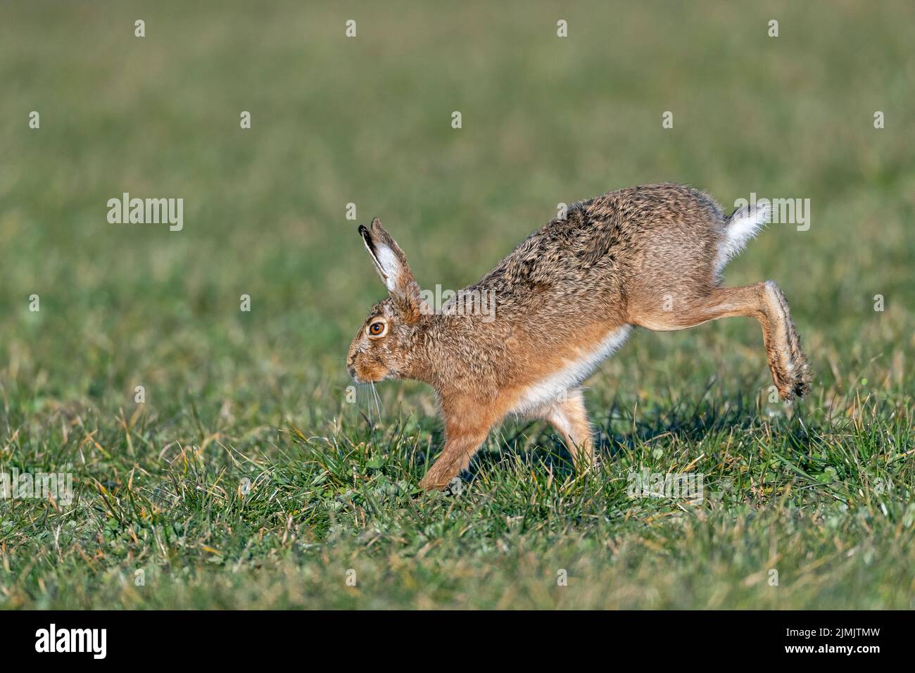 A male European Hare in search of a ready to mate female / Lepus ...