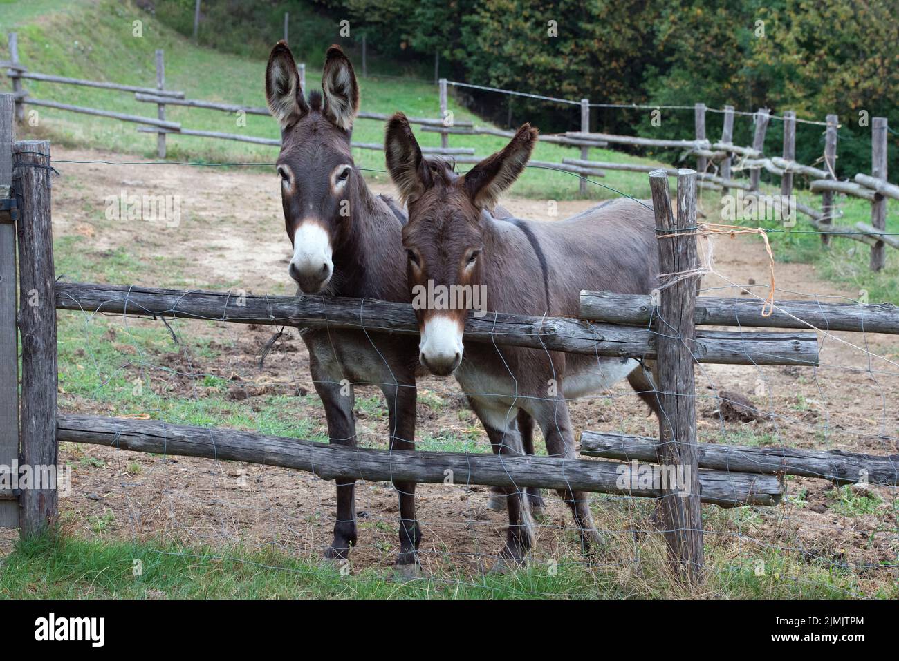 Donkeys couple hi-res stock photography and images - Alamy