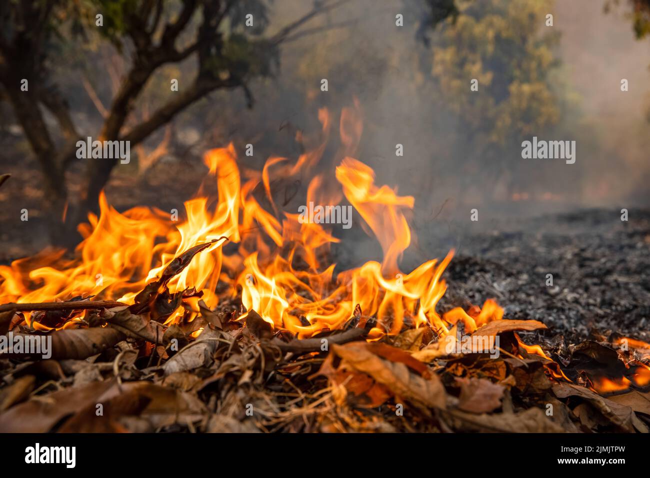 Forest fire burning into orchard Stock Photo - Alamy