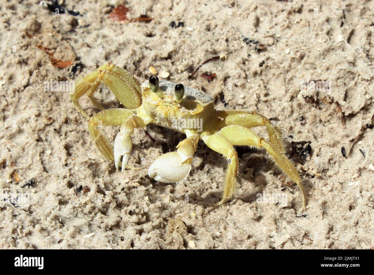 Beach crab, a species of crustacean animal scientifically known as ...