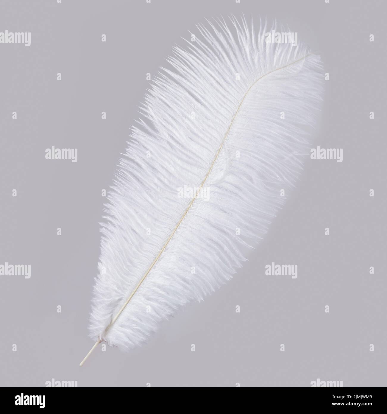 White ostrich feather texture hi-res stock photography and images - Alamy