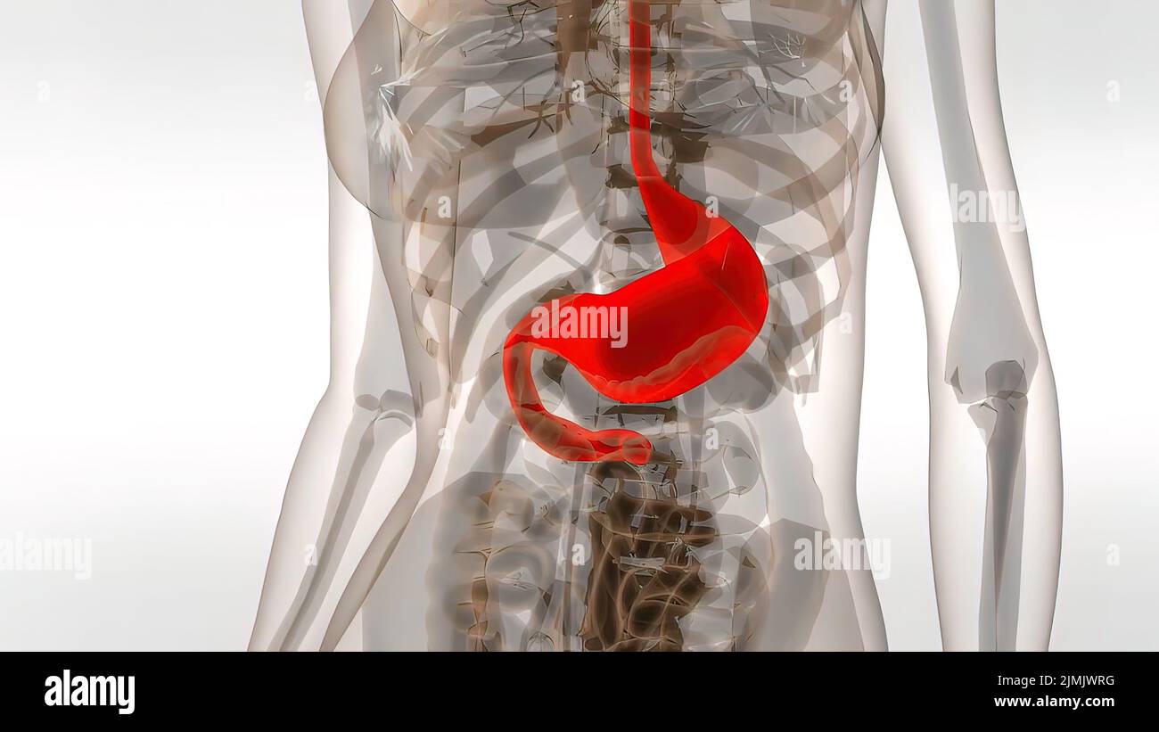 Gastrointestinal physiology hi-res stock photography and images - Alamy