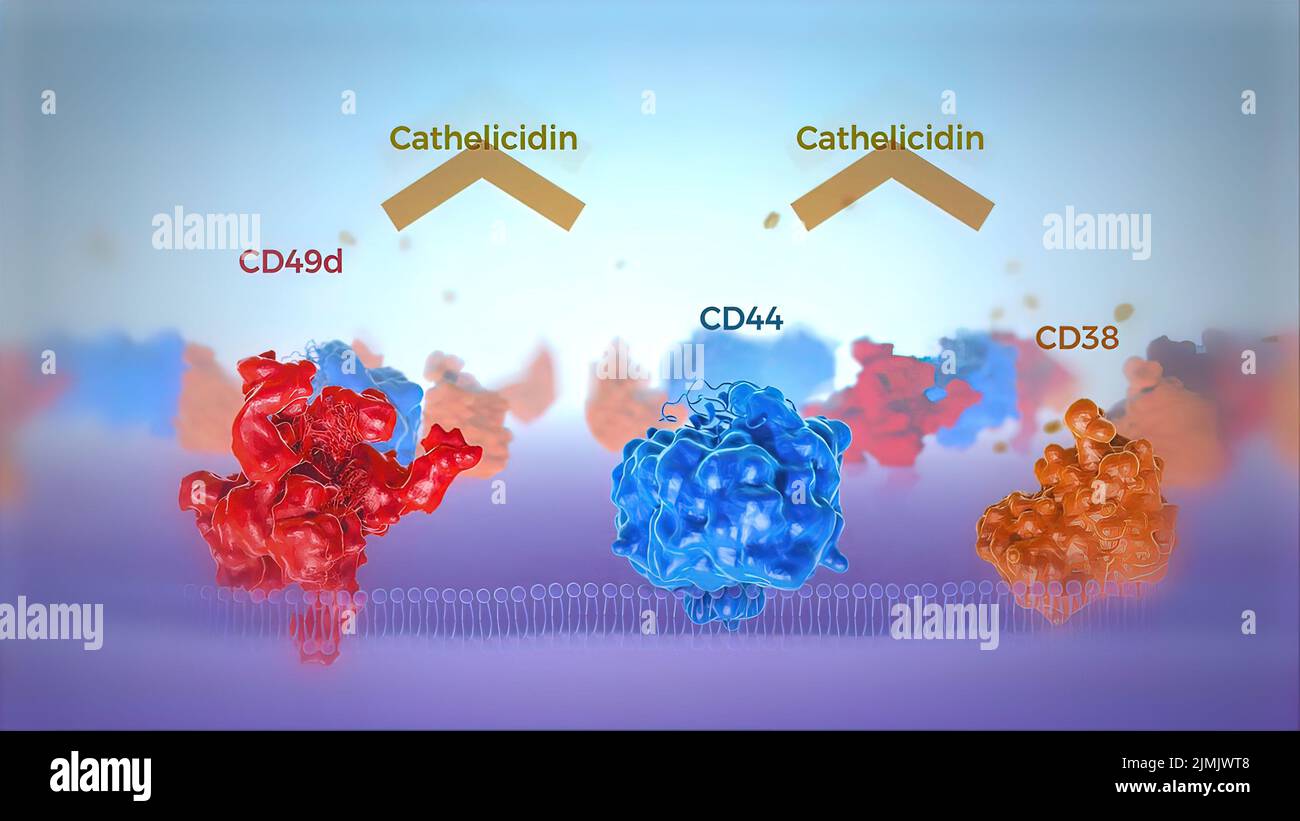 Lipid barrier hi-res stock photography and images - Alamy