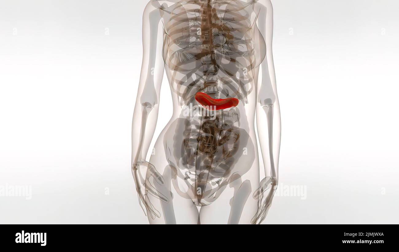 3d anatomy hi-res stock photography and images - Alamy