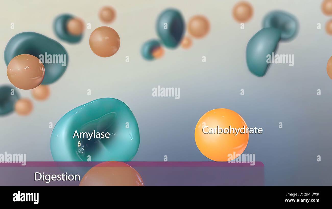 Biological absorption hi-res stock photography and images - Alamy