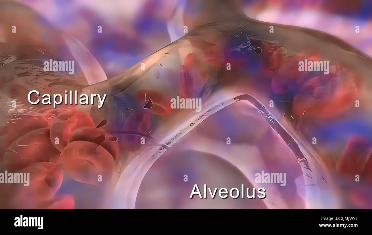 Pulmonary alveolus hi-res stock photography and images - Alamy