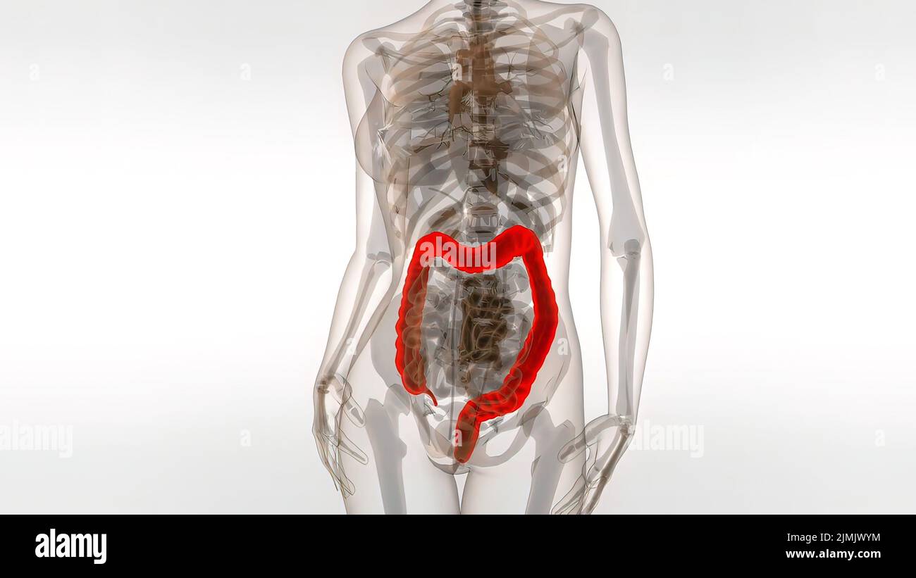 Male kidney anatomy hi-res stock photography and images - Alamy