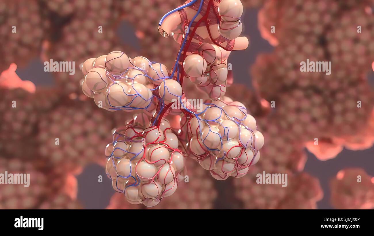 Human respiratory system mucosal hi-res stock photography and images ...