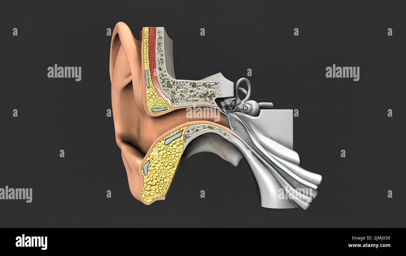 Ear canal diagram hi-res stock photography and images - Alamy