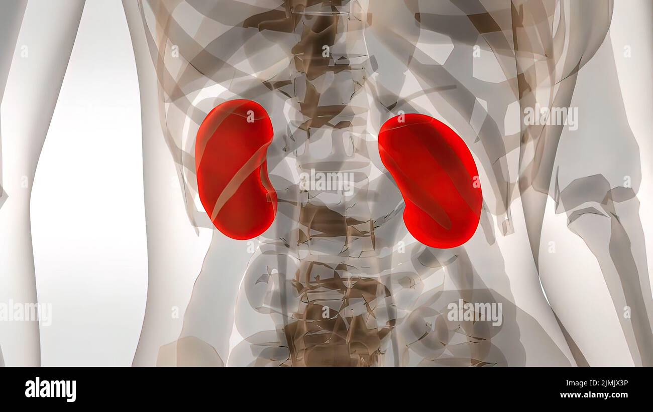 Kidneys artwork hi-res stock photography and images - Alamy