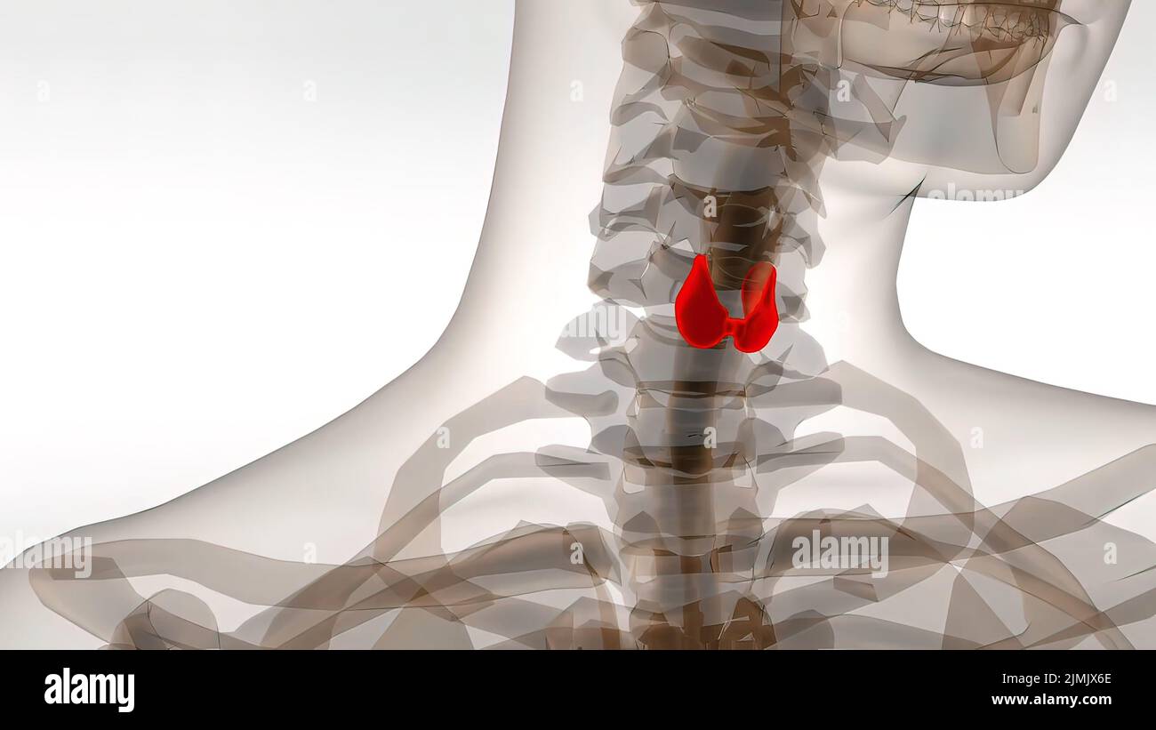 Thyroid gland medical illustration hi-res stock photography and images ...