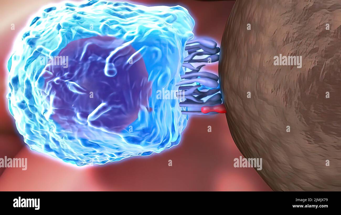 Cancer cell natural killer cell hi-res stock photography and images - Alamy