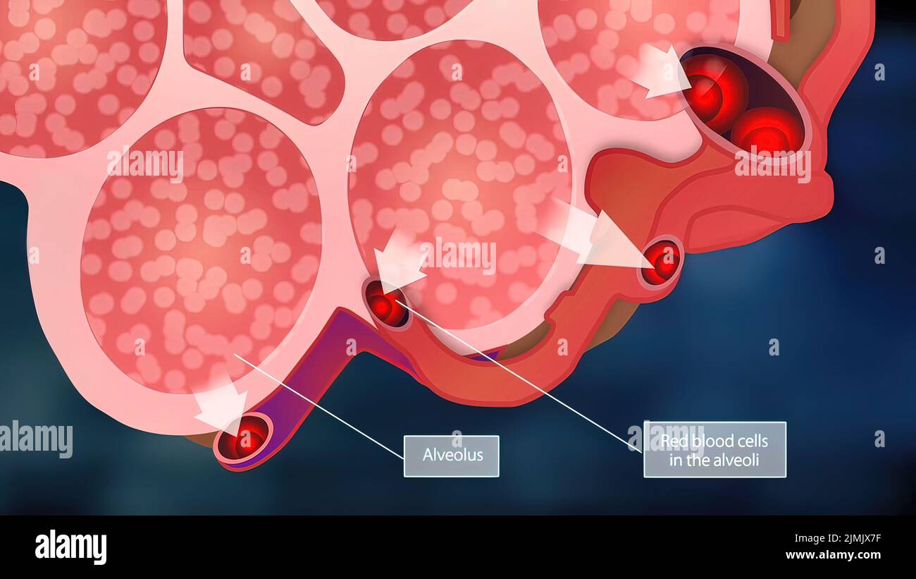 Lung alveoli and blood cells hi-res stock photography and images - Alamy