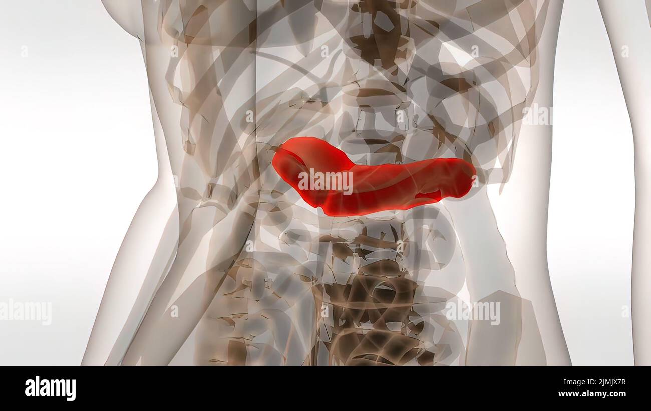 3d anatomy hi-res stock photography and images - Alamy