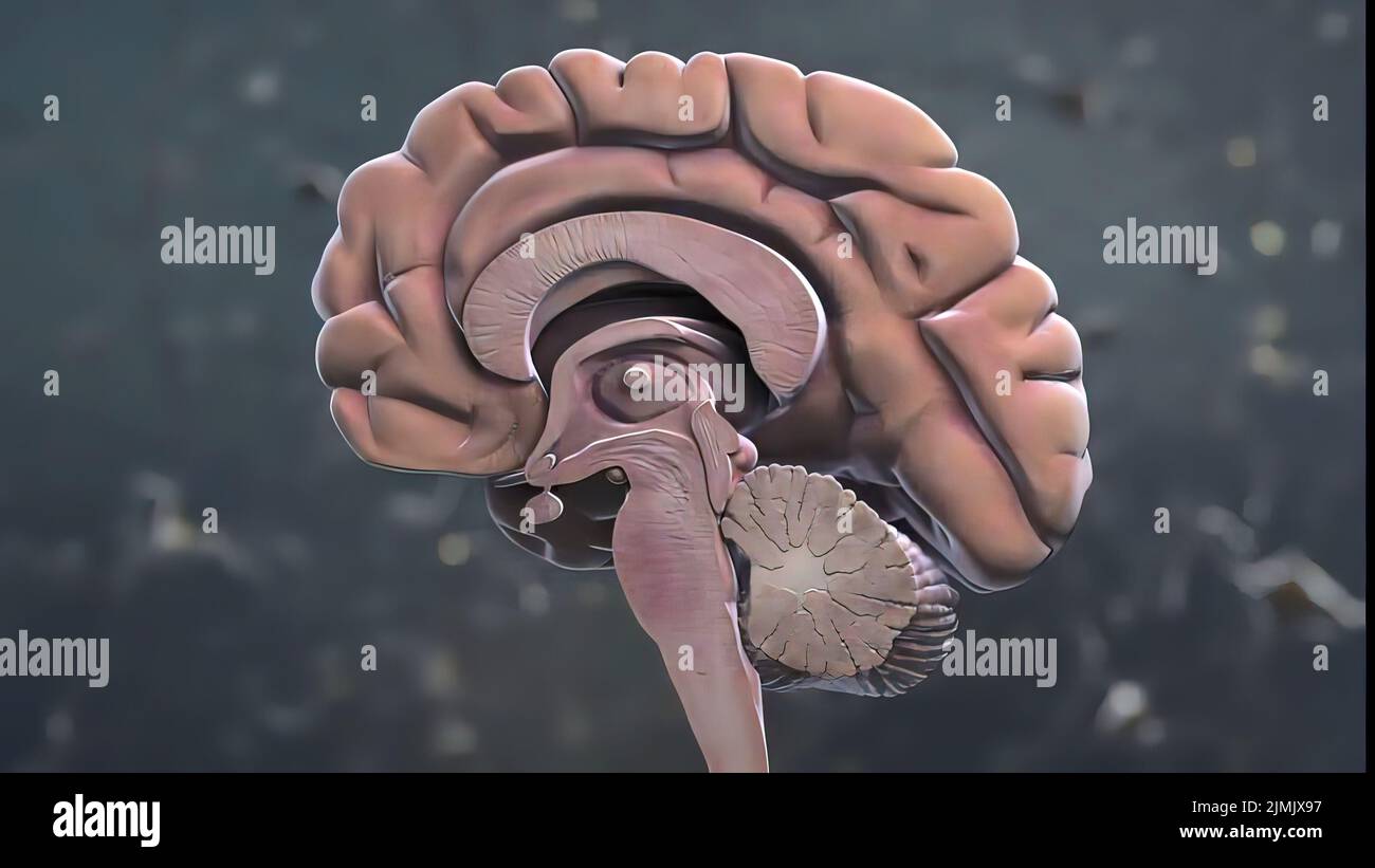 Parts of neurons hi-res stock photography and images - Alamy