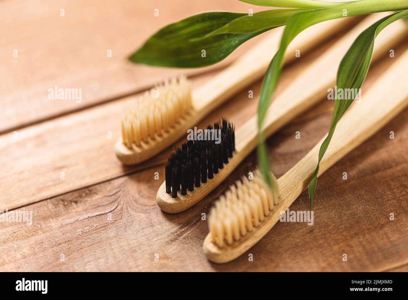 Closeup of bamboo plant and eco friendly toothbrushes Stock Photo - Alamy