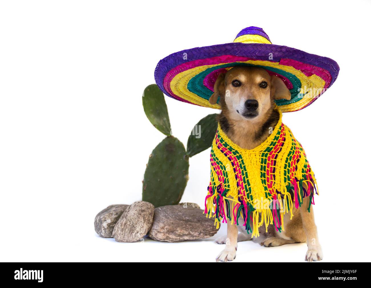 Portrait funny dog in Cut Out Stock Images & Pictures - Alamy