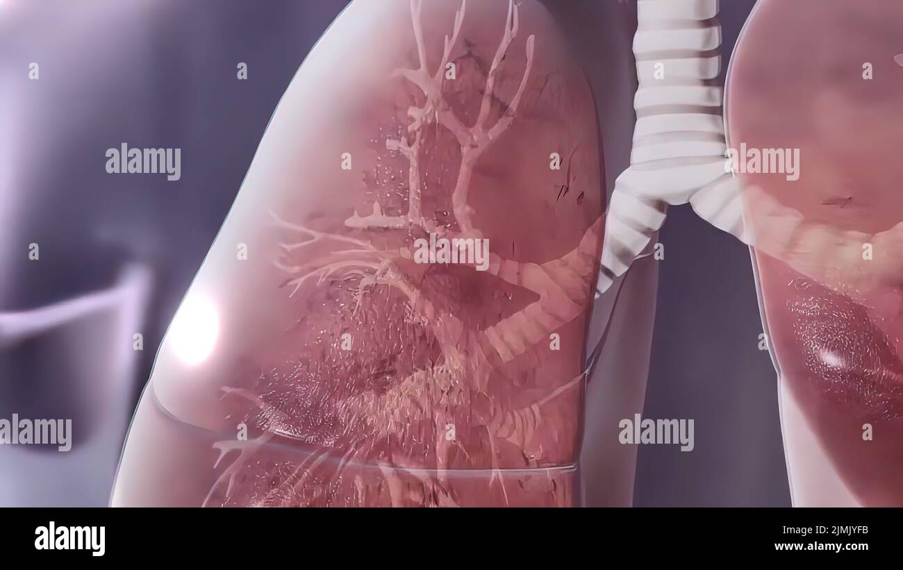 Anatomy respiratory system hi-res stock photography and images - Alamy