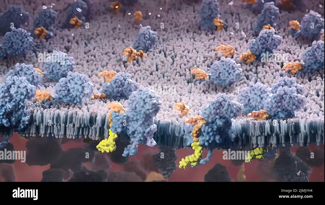 Neuroactivity hi-res stock photography and images - Alamy