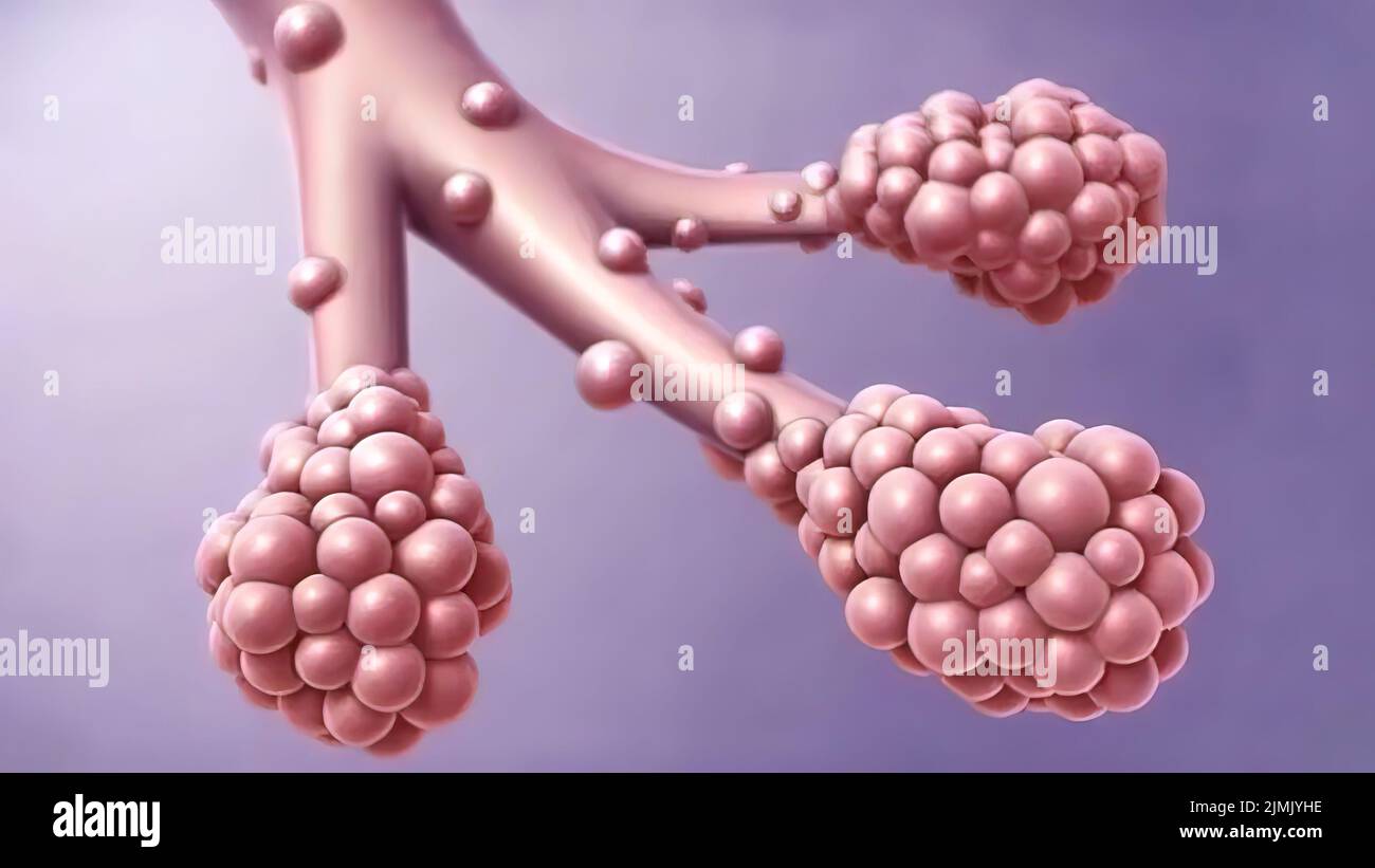 Pulmonary alveolus hi-res stock photography and images - Alamy