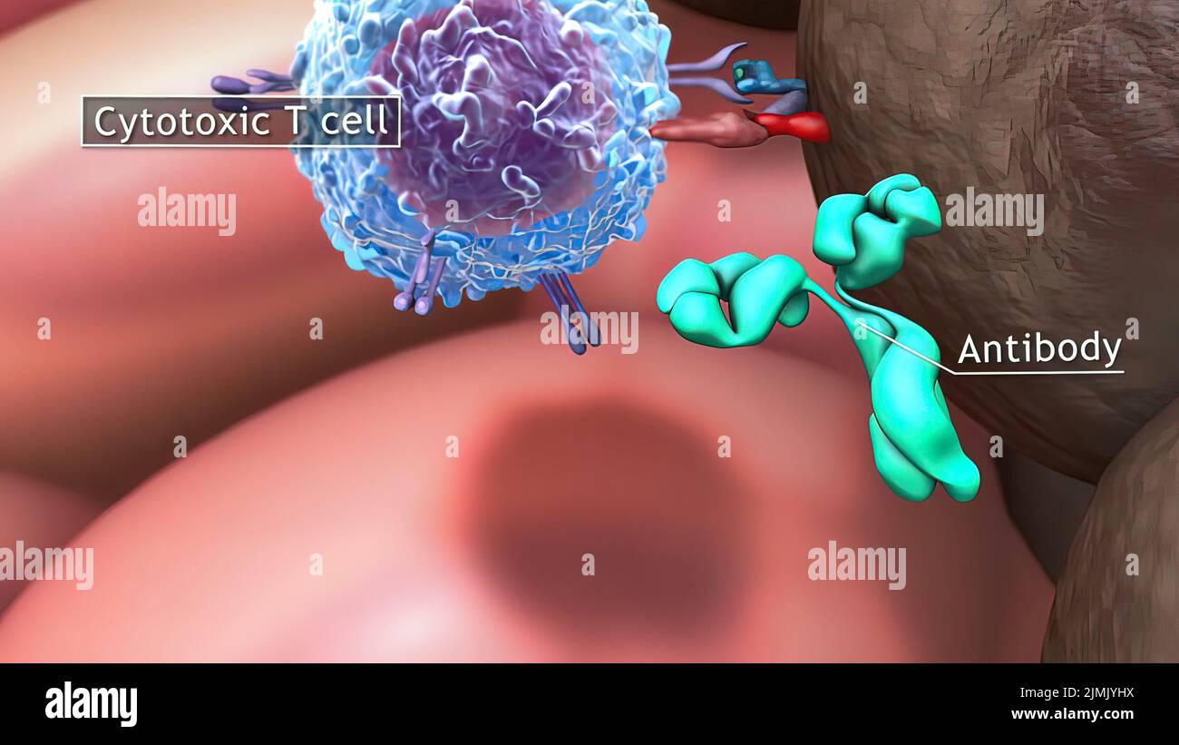 Cancer cell natural killer cell hi-res stock photography and images - Alamy