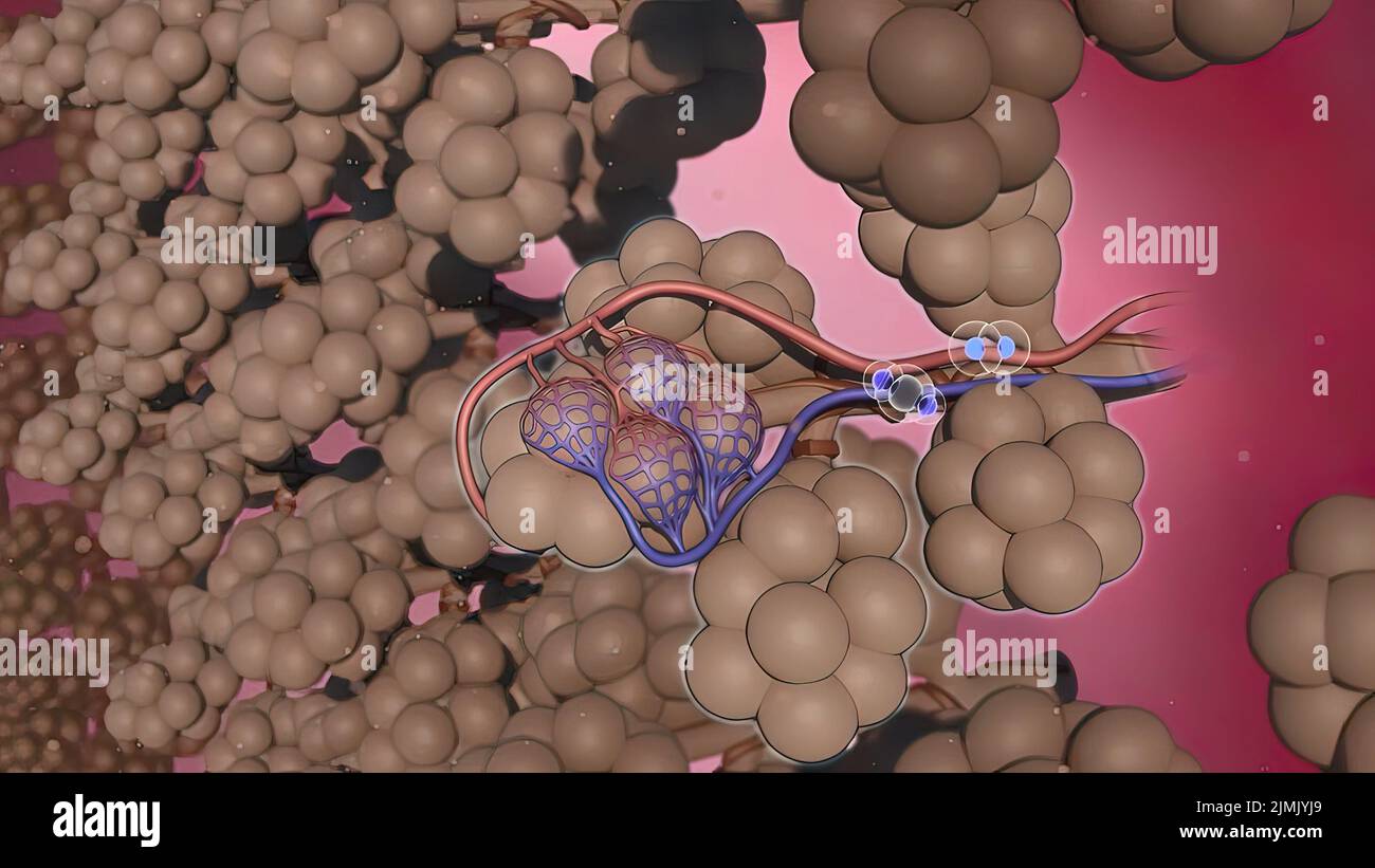 Gas exchange of the respiration hi-res stock photography and images - Alamy