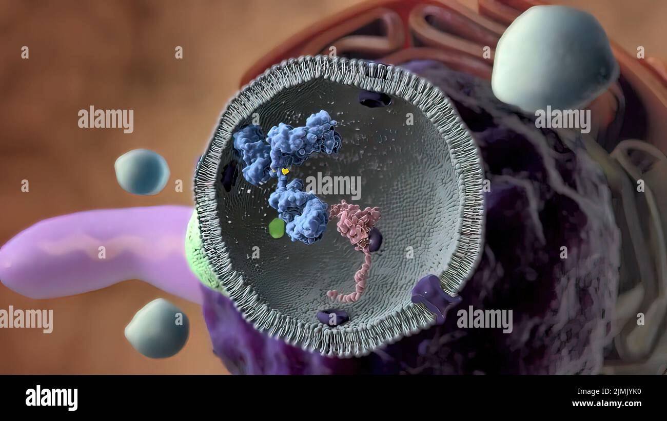 Damaged cells hi-res stock photography and images - Alamy