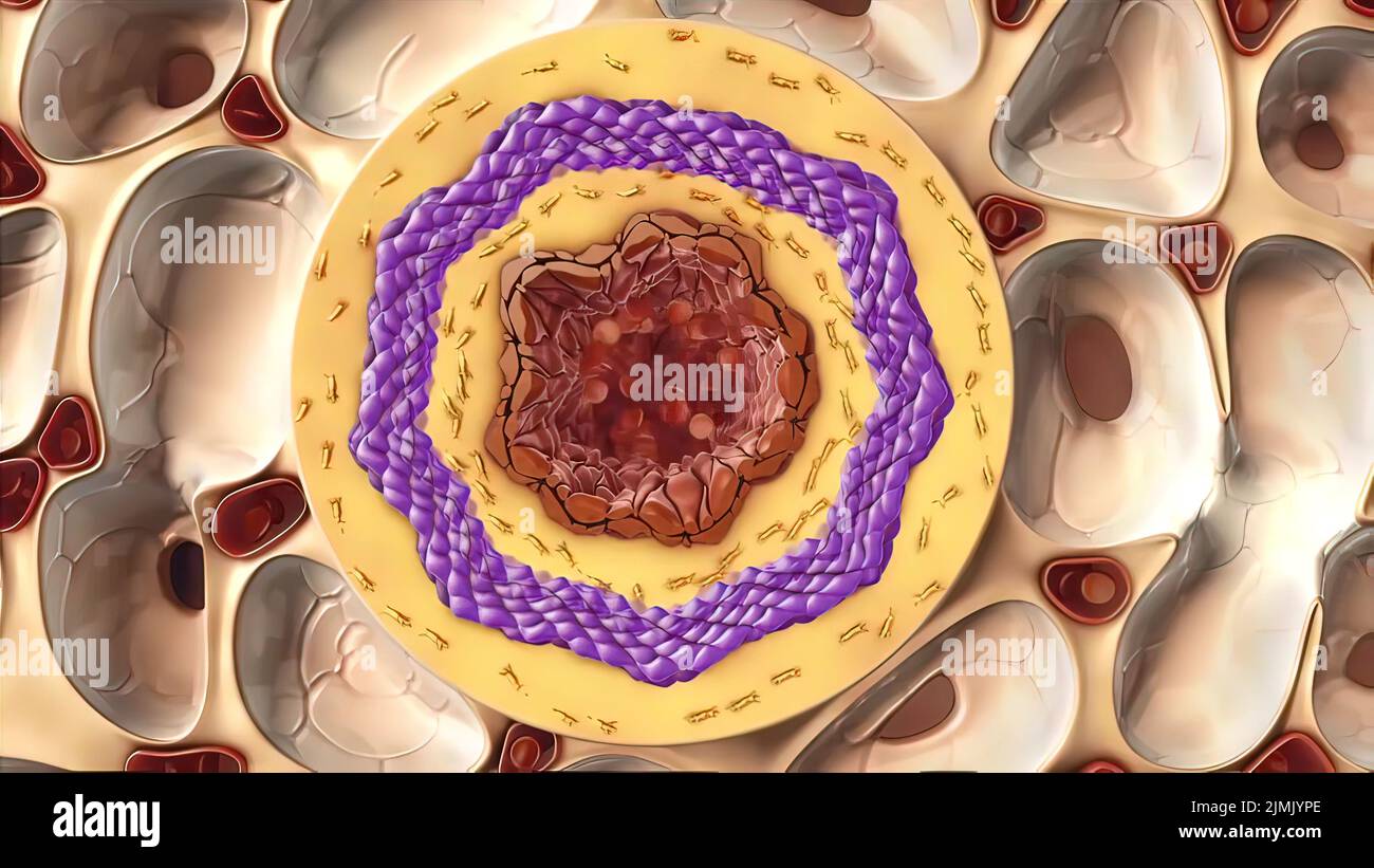 Alveolar capillaries hi-res stock photography and images - Alamy