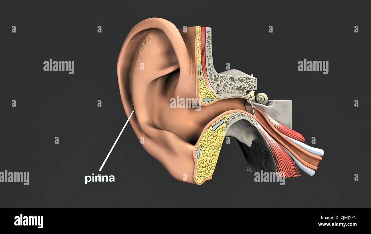 Human ear sound waves hi-res stock photography and images - Alamy