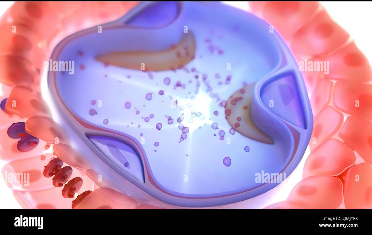 Lungs structure and bronchi and alveoli hi-res stock photography and ...