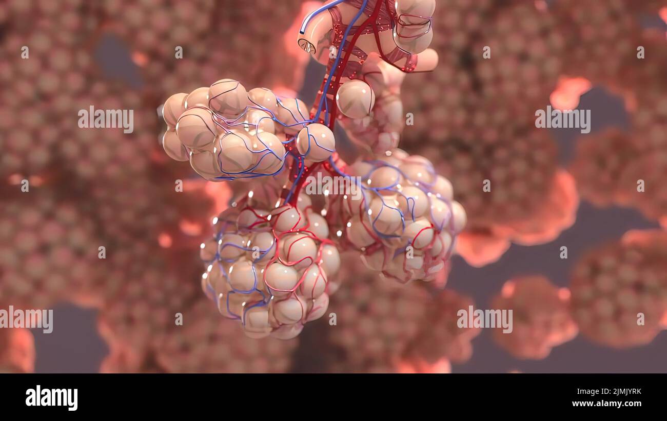 Bronchiole constriction hi-res stock photography and images - Alamy