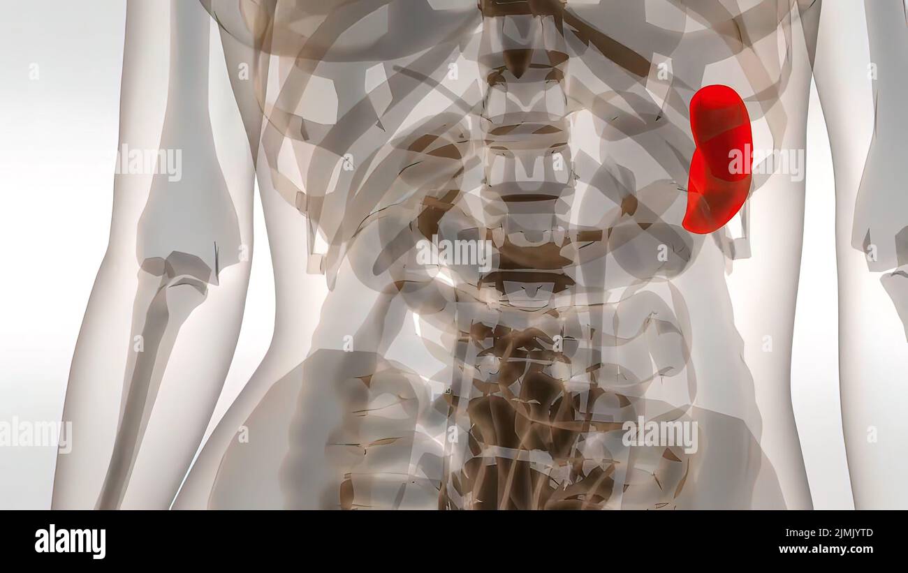 Medical infographic human body illustration hi-res stock photography ...