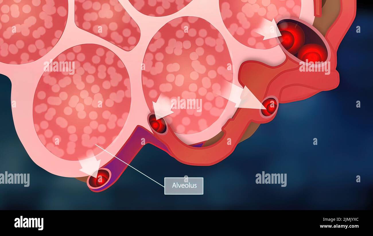 Lung alveoli and blood cells hi-res stock photography and images - Alamy