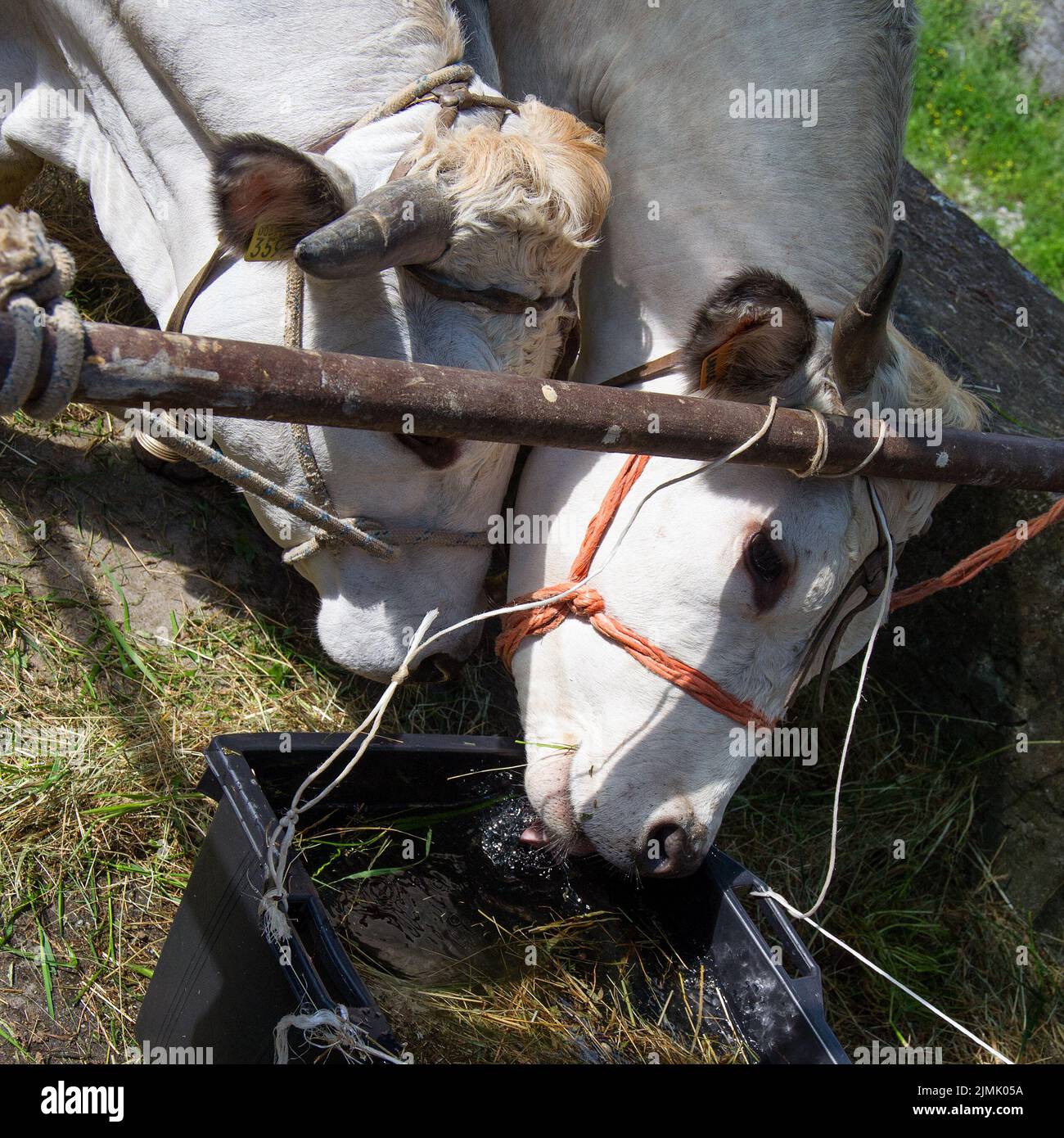 Bull meat sale hi-res stock photography and images - Alamy