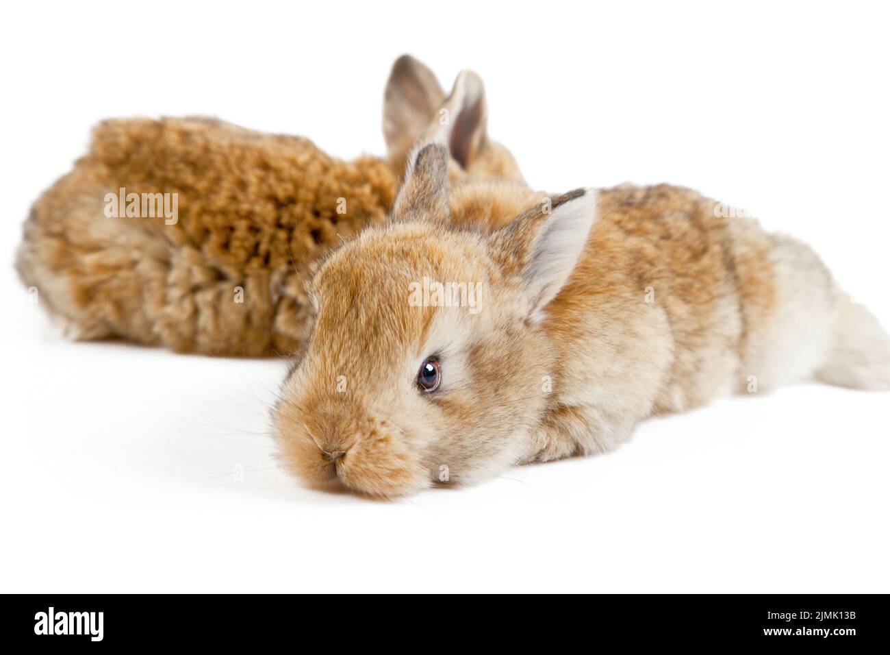 Funny Easter bunny. Happy Easter holiday concept Stock Photo - Alamy