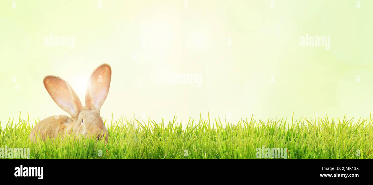 Funny Easter bunny. Happy Easter holiday concept Stock Photo - Alamy