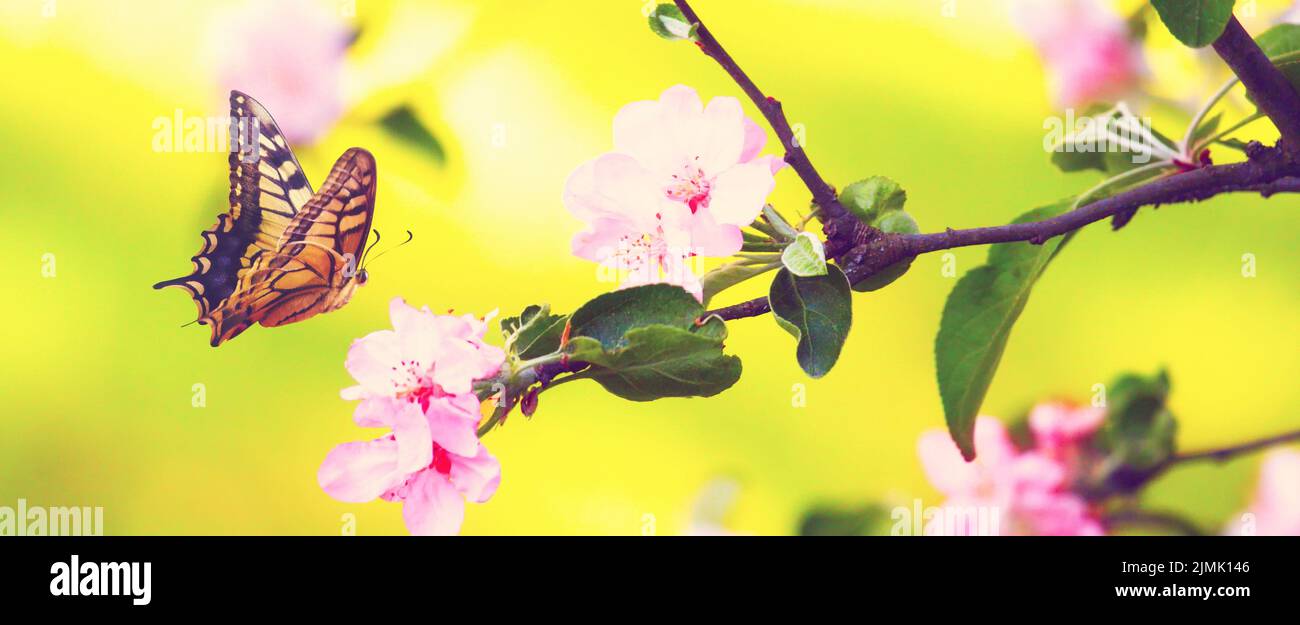 Butterfly and a beautiful nature view of spring flowering trees on ...
