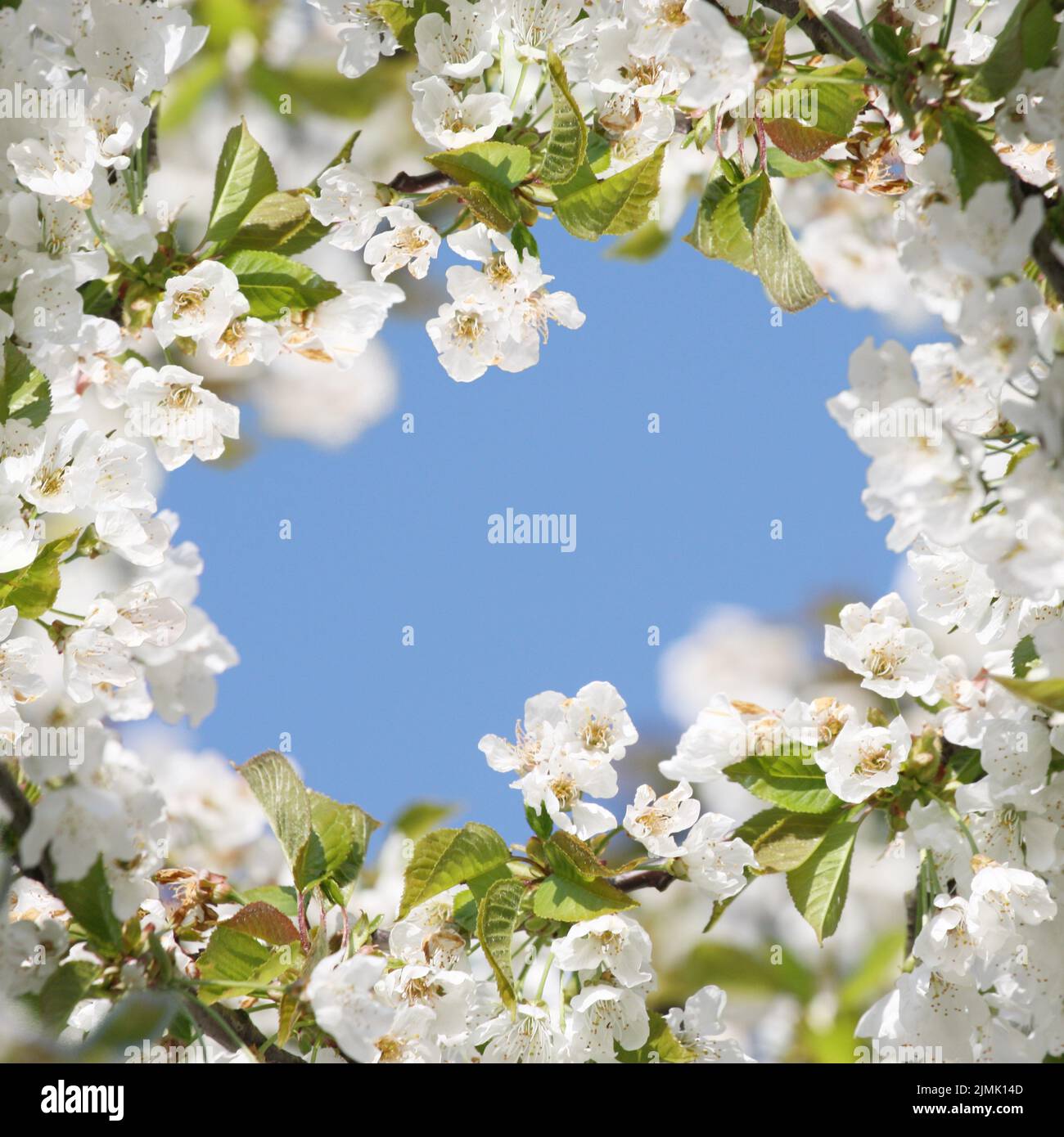Beautiful branch of blossoming tree in spring Stock Photo - Alamy