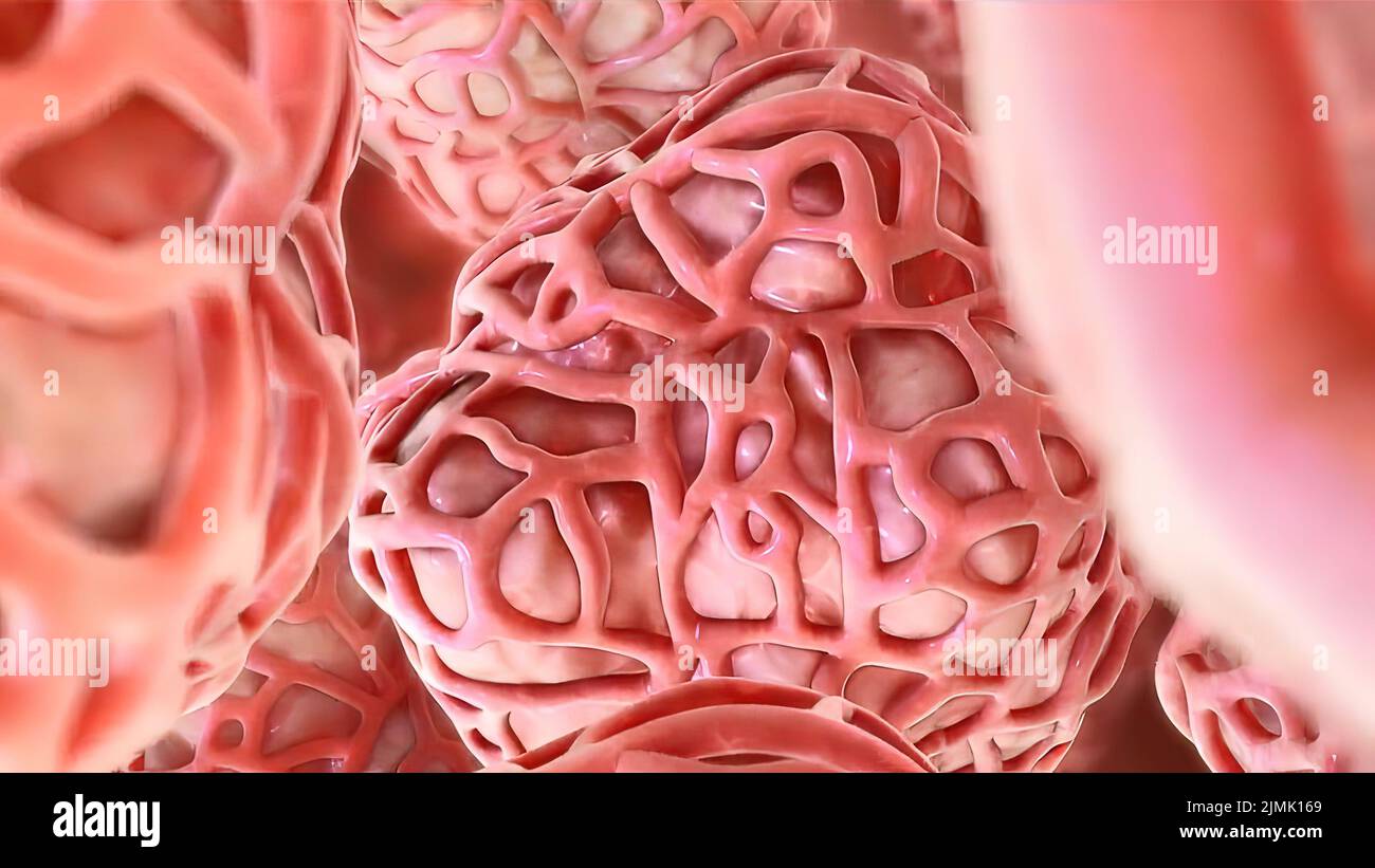 Lungs structure and bronchi and alveoli hi-res stock photography and ...