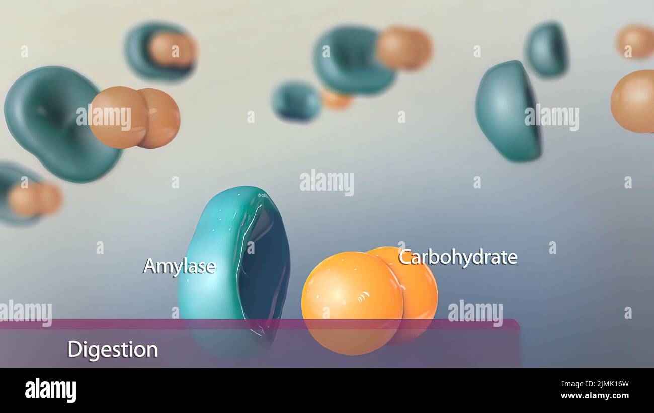 Biological absorption hi-res stock photography and images - Alamy