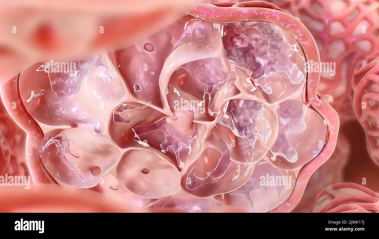 Lungs structure and bronchi and alveoli hi-res stock photography and ...