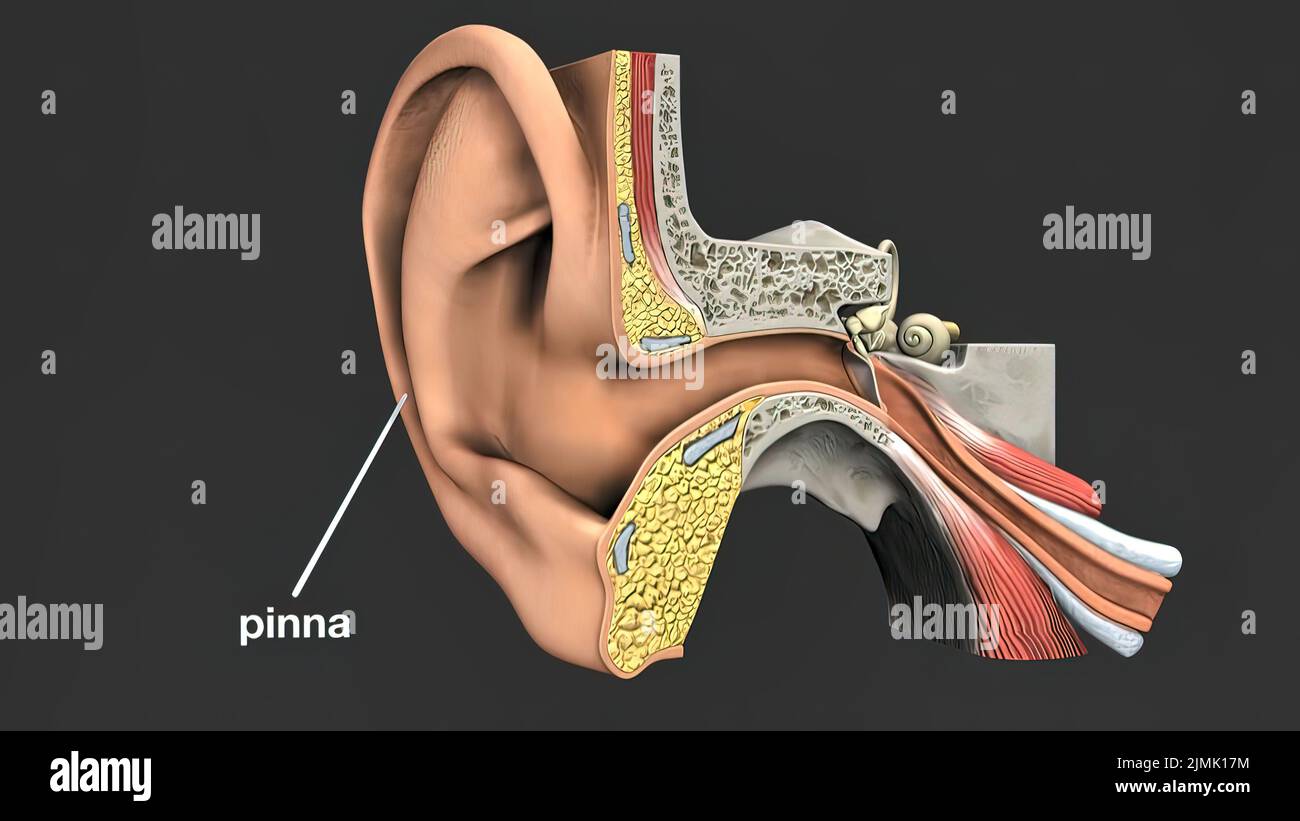 Tympanic cavity hi-res stock photography and images - Alamy