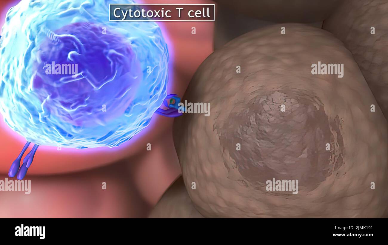 Cytotoxic t cell hi-res stock photography and images - Alamy