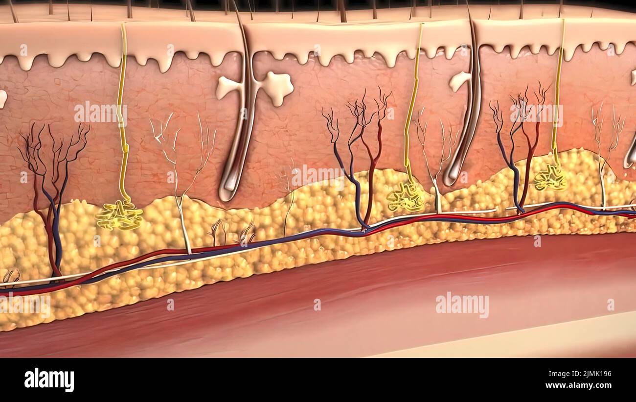 Skin cross section anatomy hi-res stock photography and images - Alamy
